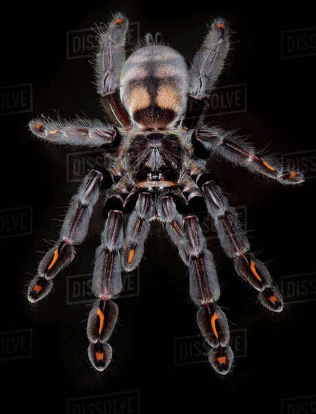 Venezuelan Sun Tiger Tarantula / Devil tree spider (Psalmopoeus irminia ...