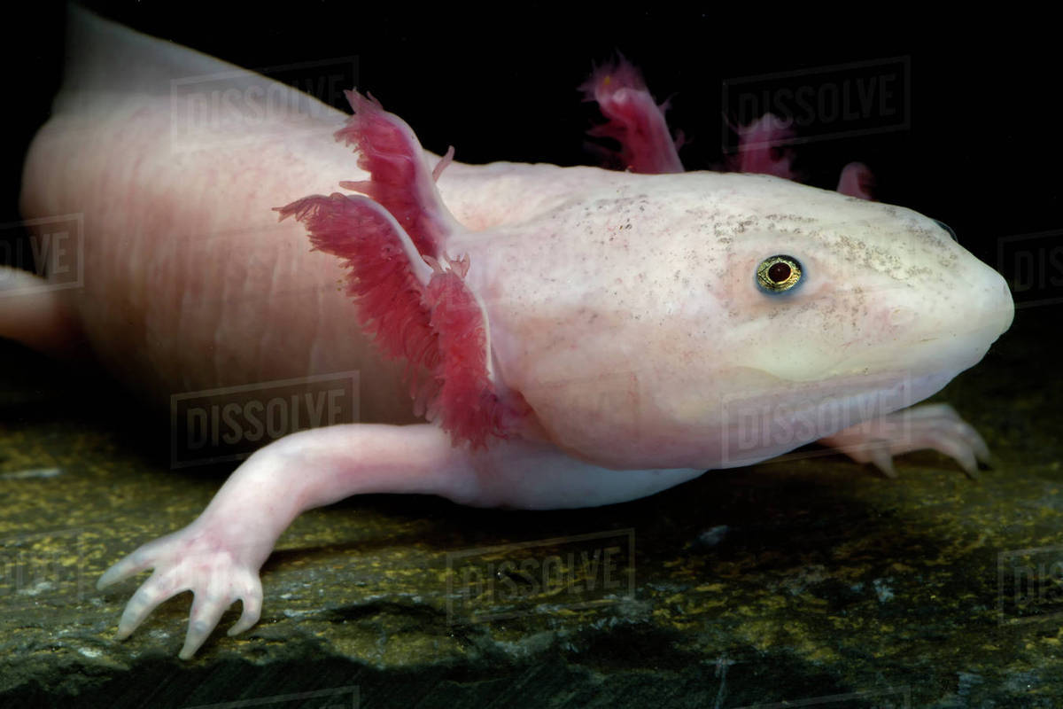 Axolotl / Mexican salamander (Ambystoma mexicanum), white or leucistic ...