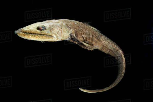 Deepsea lizardfish (Bathysaurus ferox) specimen, from North Atlantic ...