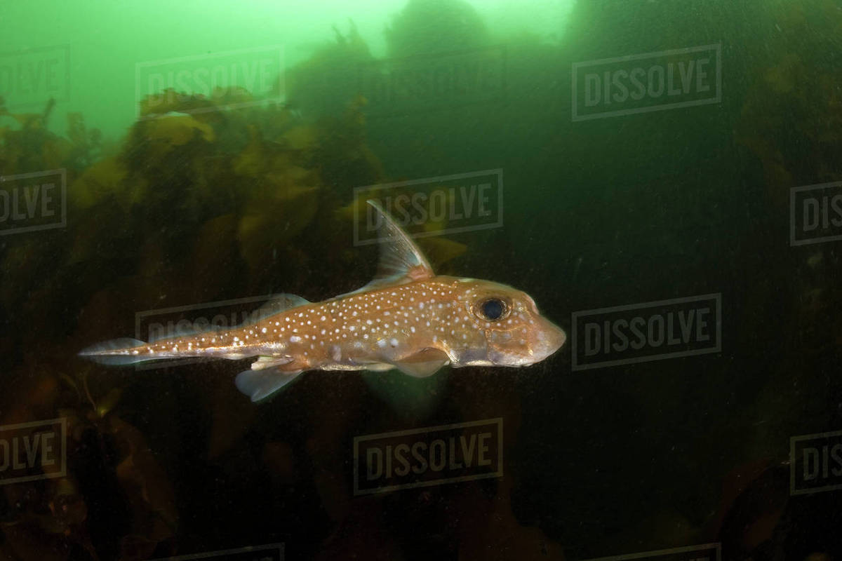 Spotted ratfish (Hydrolagus colliei) Vancouver Island, British Columbia ...