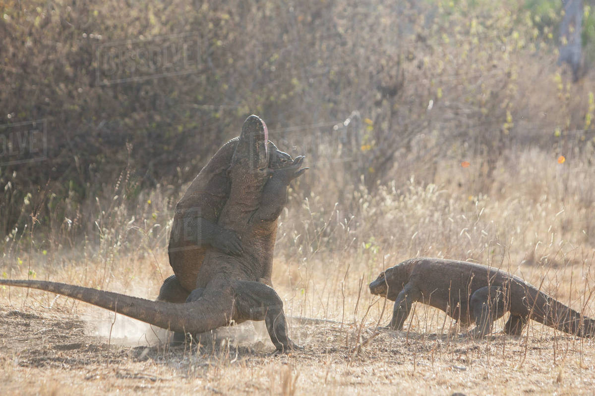 Komodo dragon (Varanus komodoensis) males fighting for a female in ...