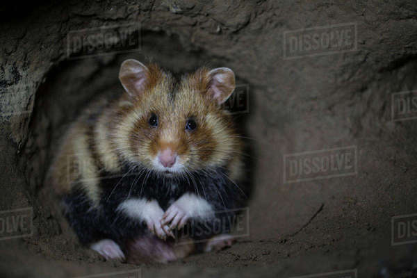 European hamster (Cricetus cricetus) male, in underground burrow ...