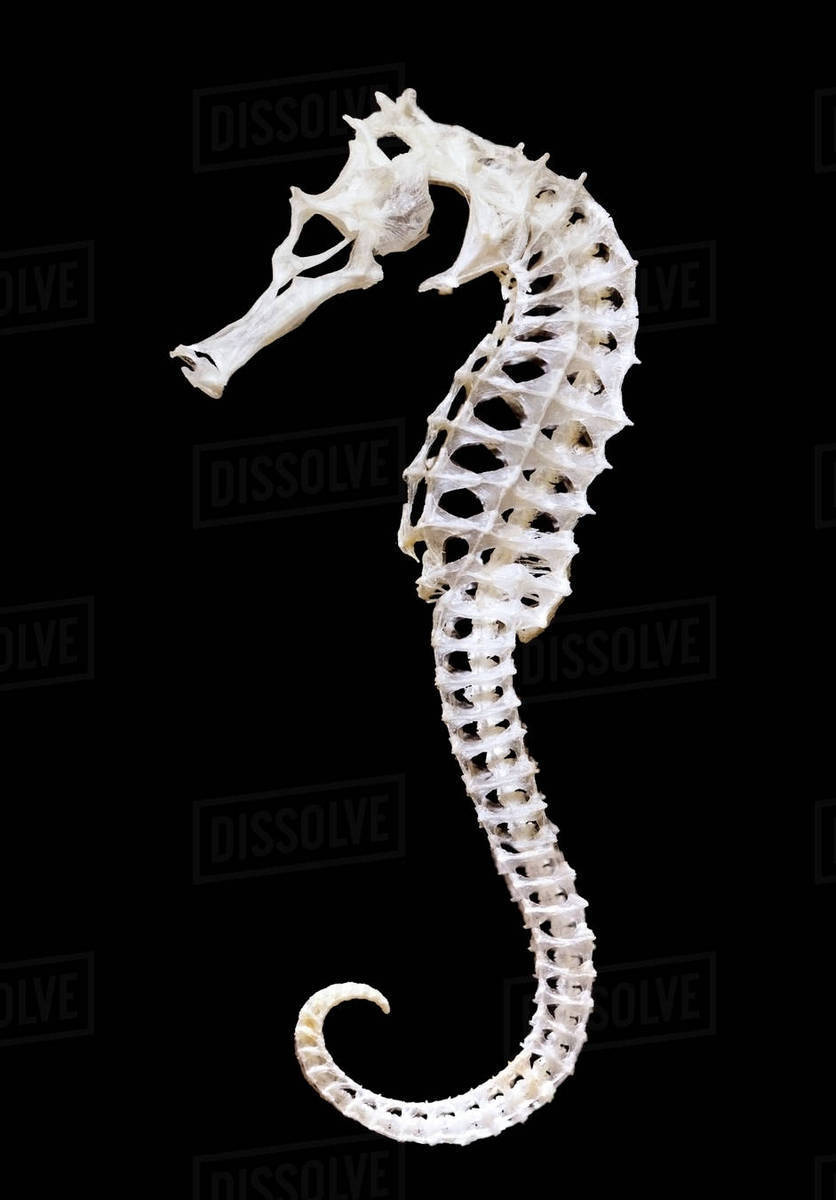 Skeleton of a seahorse (Hippocampus sp.) showing the remarkable ...