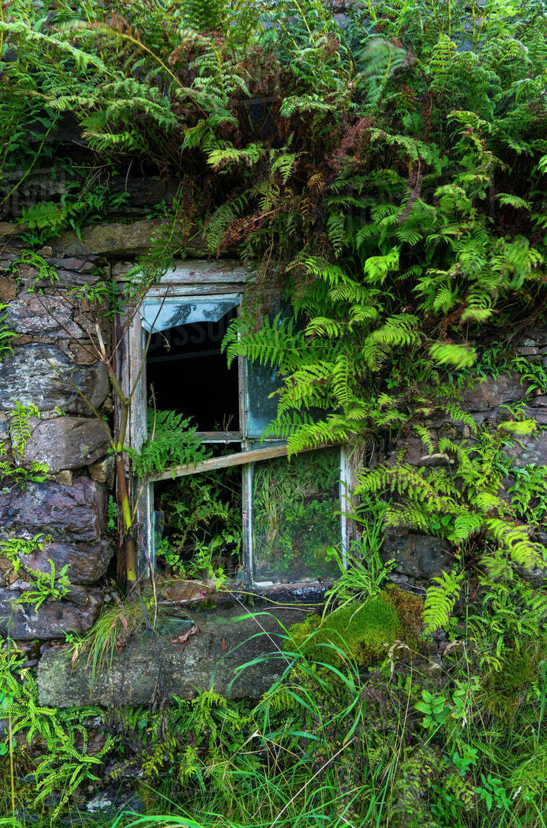 Broken window overgrown with ferns, Kells Seaside Area, Ring of Kerry ...