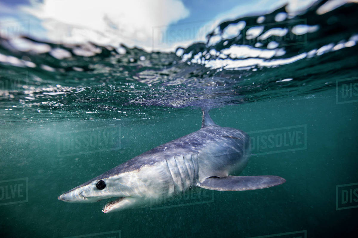 Shortfin mako shark (Isurus oxyrinchus) just below surface, off the ...