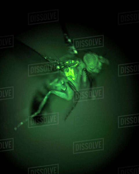 High speed exposure of a Fruit fly (Drosophila melanogaster) taken ...