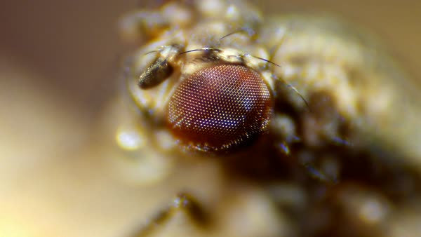 Close-up larva of Fruit fly (Drosophila melanogaster) showing mouth ...