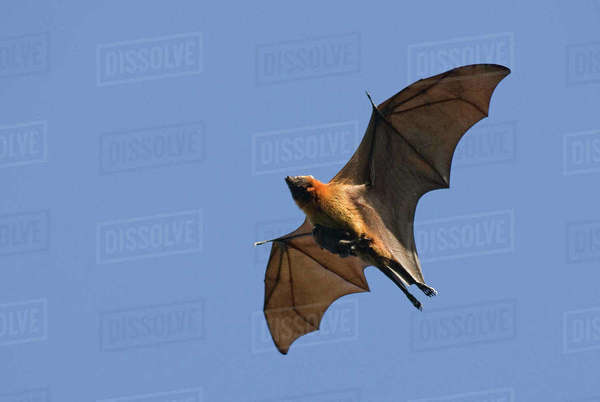 Madagascar fruit bat / flying fox (Pteropus rufus) Berenty reserve ...