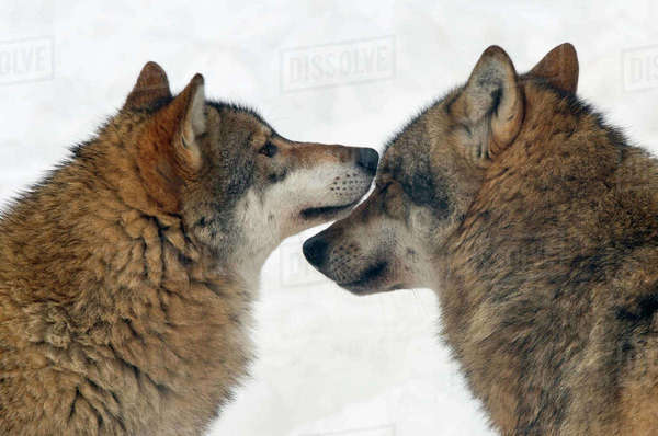 Grey wolf (Canis lupus) interaction between two wolves, captive ...