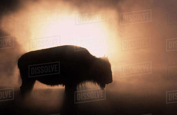 Young Bison (Bison bison) getting warmth from steaming geyser ...