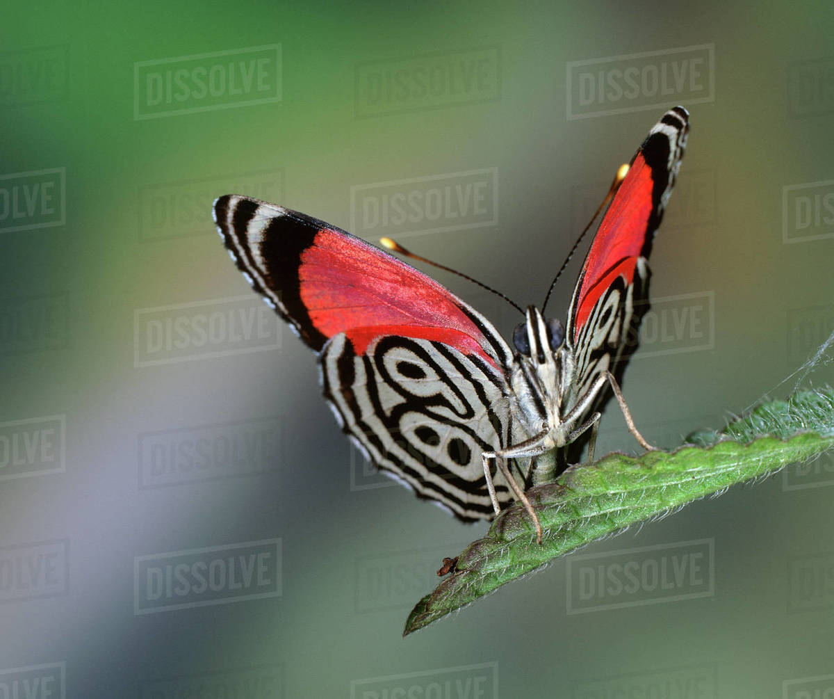 89 Butterfly (Diaethria clymena) Trinidad, captive. - Royalty-free ...