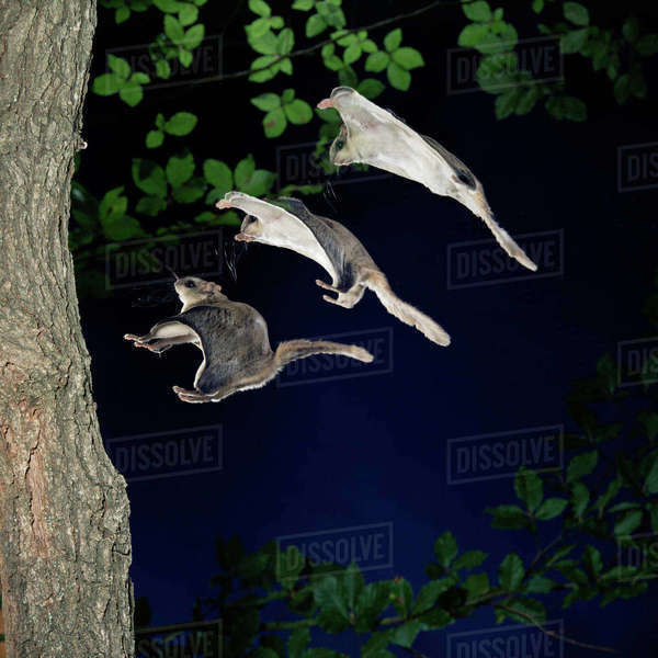 Southern flying squirrel (Glaucomys volans) landing on tree, multiple ...