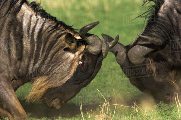 Male Eastern white bearded wildebeest (Connochaetes taurinus ...