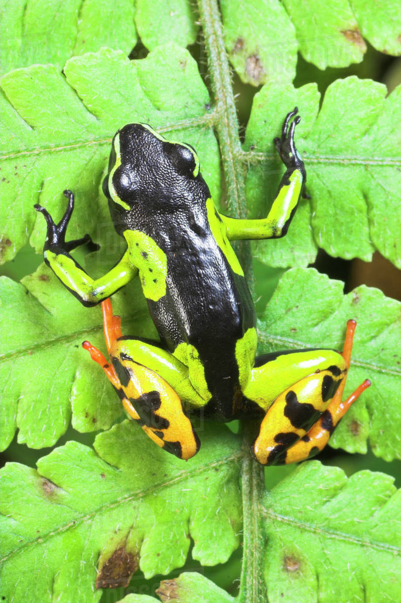 Painted Mantella frog (Mantella madagascariensis) Andasibe-Mantadia ...