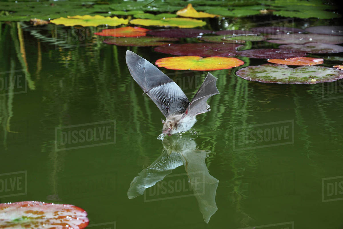 Natterer's bat (Myotis nattereri) drinking from the surface of a lily ...
