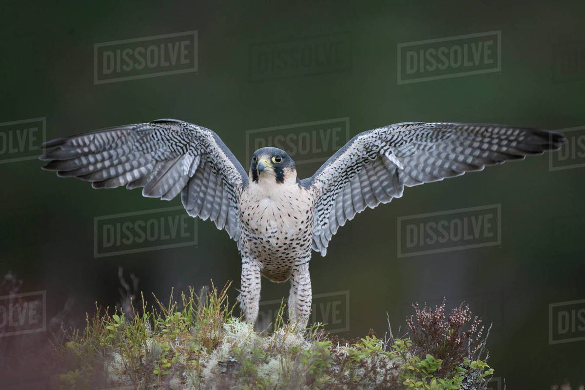 Peregrine Falcon (Falco peregrinus) landing on moorland with its wings spread. Scotland, UK ...