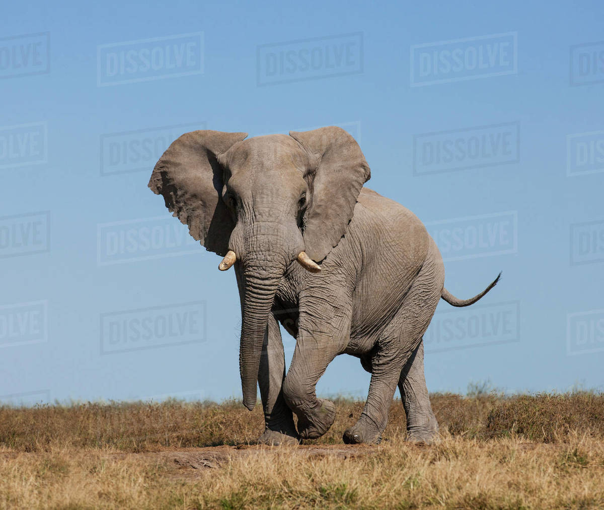 African elephant (Loxodonta africana) adult in threatening posture ...