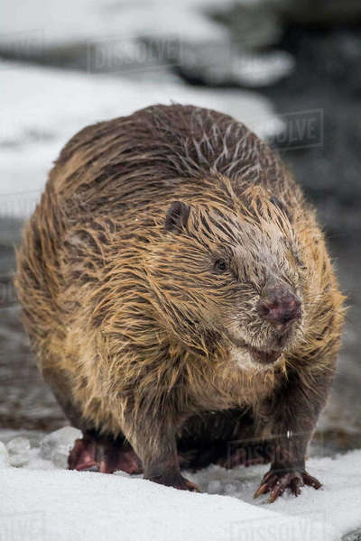 European beaver (Castor fiber) portrait. Standing on snow at rivers ...
