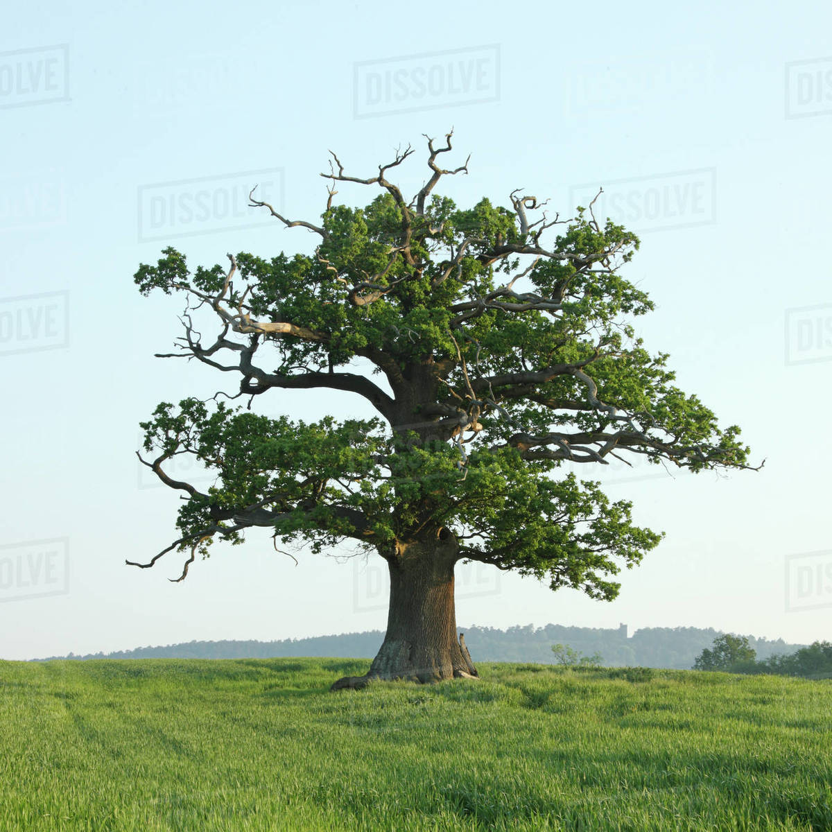 English oak (Quercus robur) tree portrait in Spring, Surrey, UK, May ...