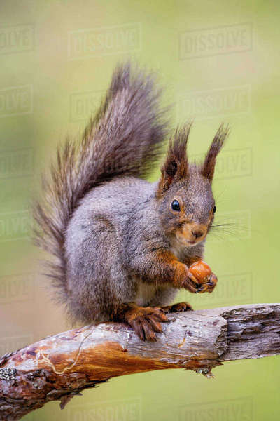 Red Squirrel (Sciurus vulgaris) sitting on branch with hazelnut ...