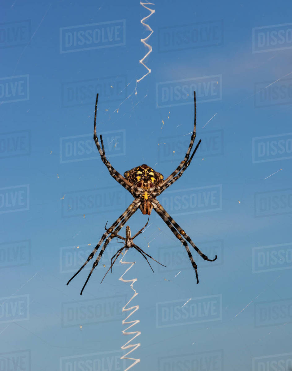 Golden Orb web spider (Nephila sp) female with smaller male, Central ...