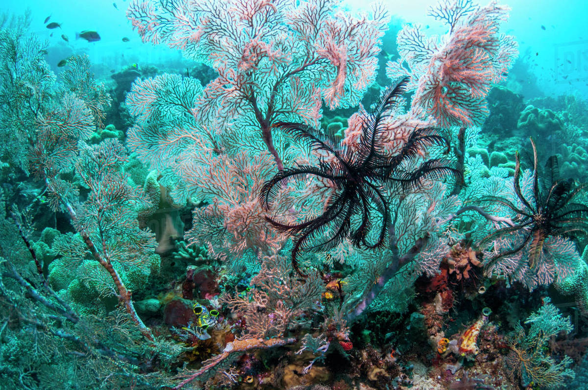 Gorgonians and crinoids on coral reef. Indonesia. - Royalty-free Stock ...