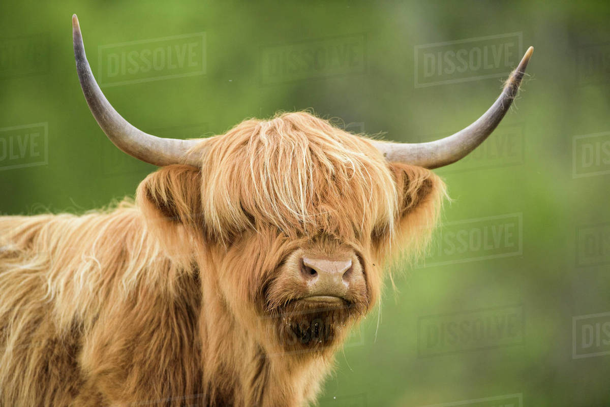 Highland cow, Mull, Scotland. - Royalty-free Stock Photo | Dissolve