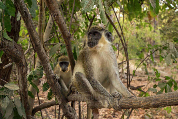 Green Monkey / Callithrix Monkey (Chlorocebus sabaeus) perched in a ...