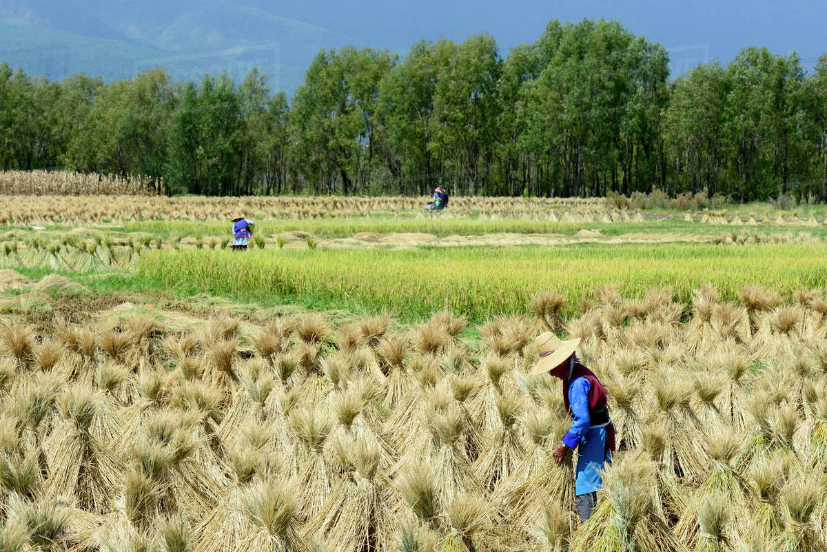 Harvested rice fields around the town of Dali, Yunnan, China. September ...