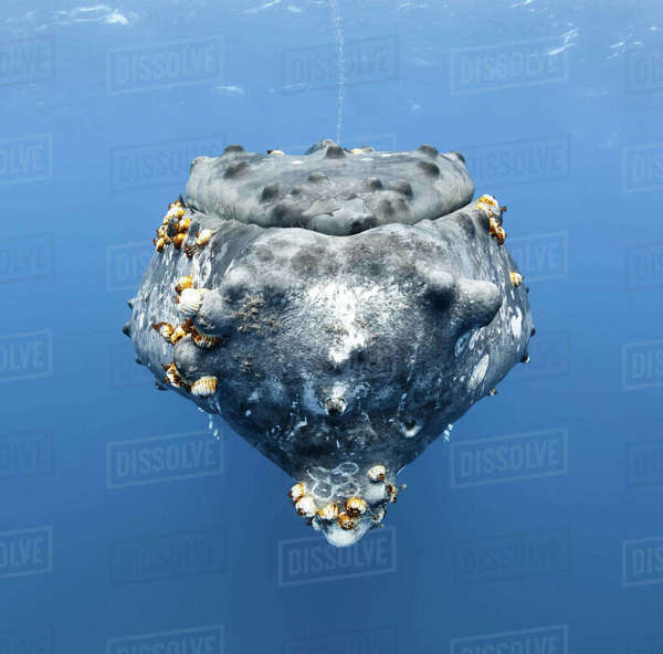 Humpback whale (Megaptera novaeangliae) adult female at rest. The ...