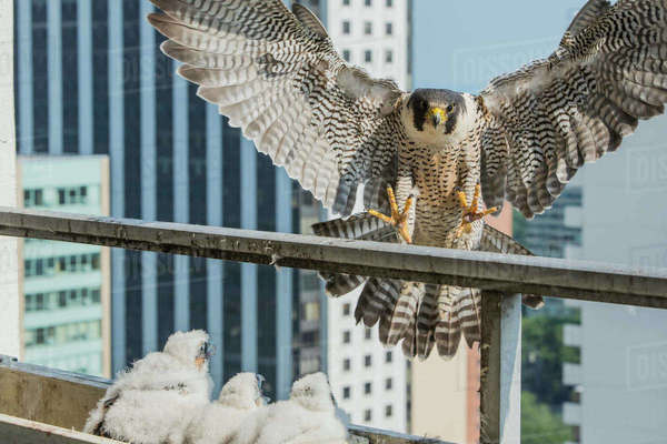 Peregrine falcon (Falco peregrinus) returns to nest in balcony, Chicago ...