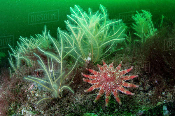 Common sunstar (Crossaster papposus) amongst hydroids (Nemertesia ...