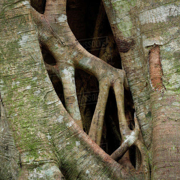Strangler fig (Ficus sp) stems growing and merging into each other ...