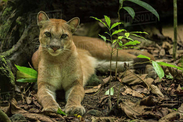 Puma (Puma concolor) resting, Corcovado National Park, Costa Rica, May ...