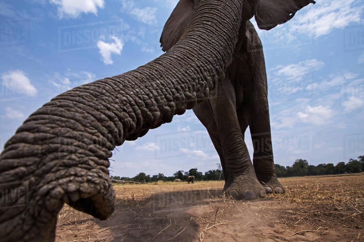 African elephant (Loxodonta africana) female matriarch approaching ...