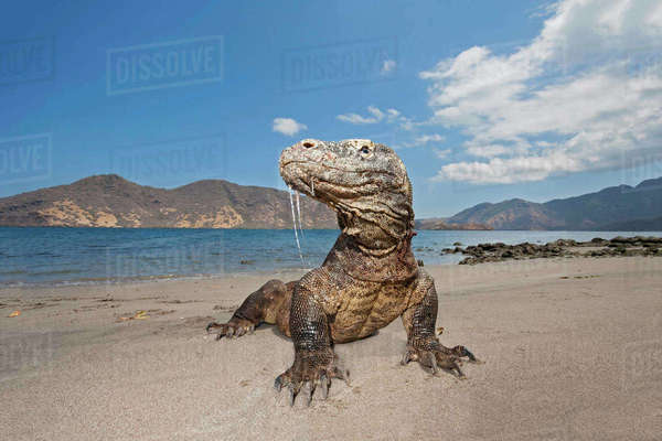Komodo dragons (Varanus komodoensis) on shore with saliva dripping from ...