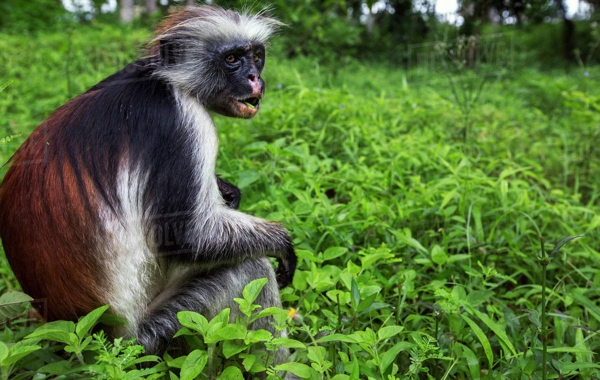 Zanzibar red colobus (Procolobus kirkii) feeding. Jozani-Chwaka Bay ...
