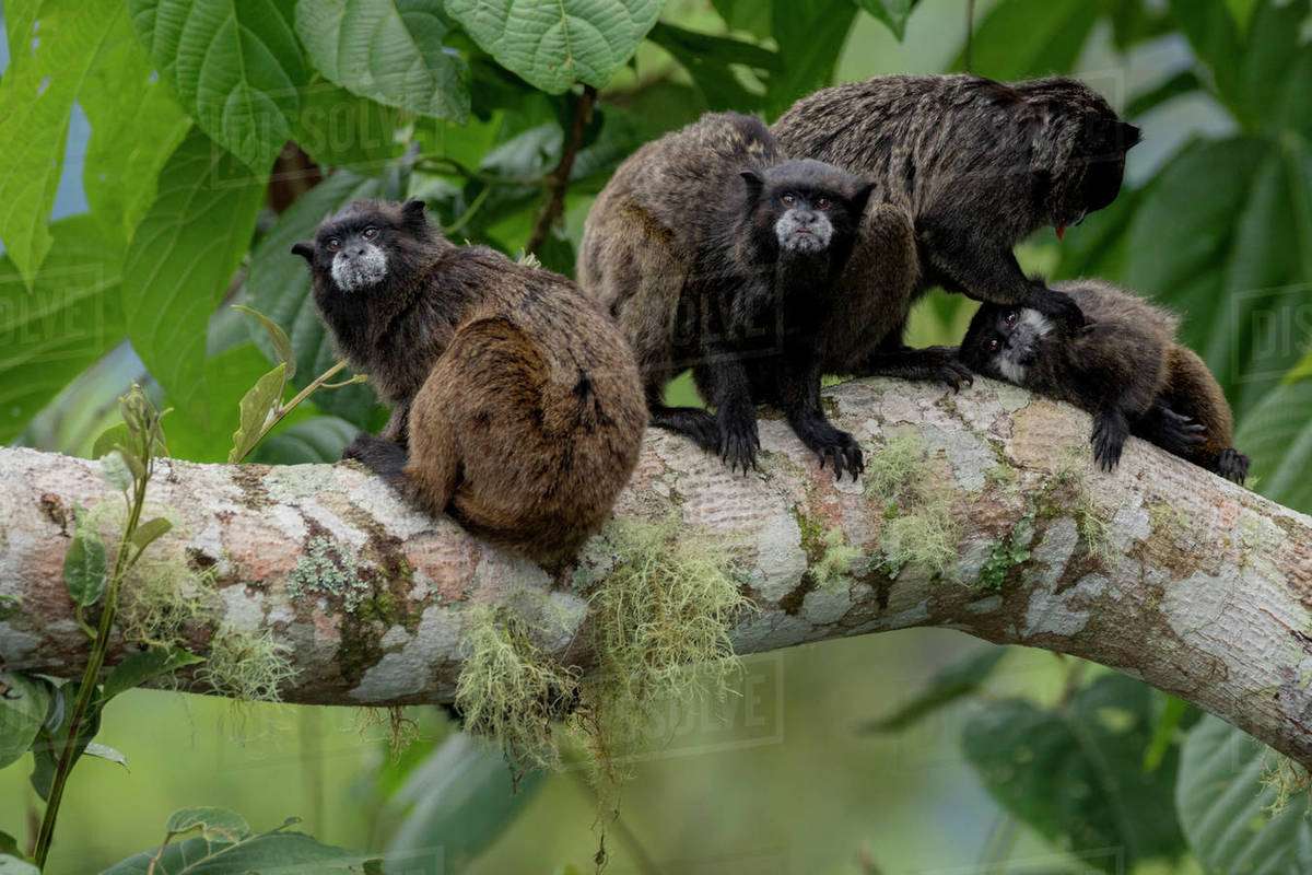 Black-Mantled Tamarin (Saguinus nigricollis) group with social grooming ...
