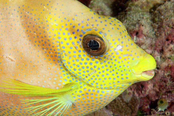Coral Rabbitfish (Siganus corallinus) portrait, Tubbataha Reef Natural ...