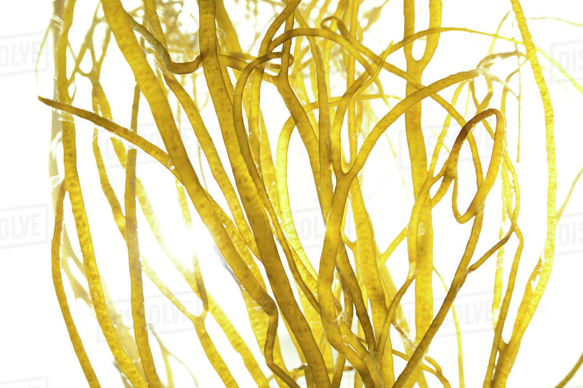 Thongweed (Himanthalia elongata) edible plant sold as 'Sea Spaghetti ...