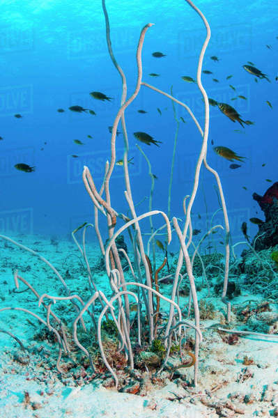 Delicate sea whip (Junceella fragilis) growing on sea bed. Similan ...