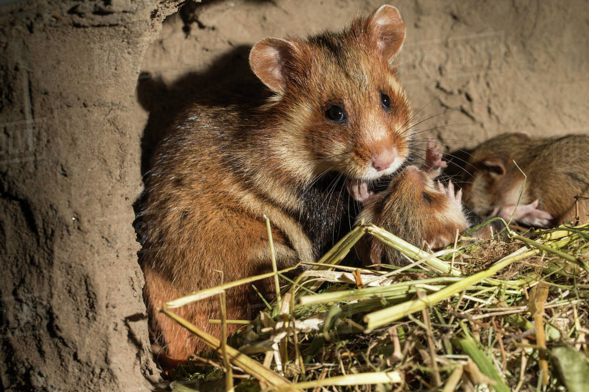 European hamster (Cricetus cricetus) adult female in burrow with young ...