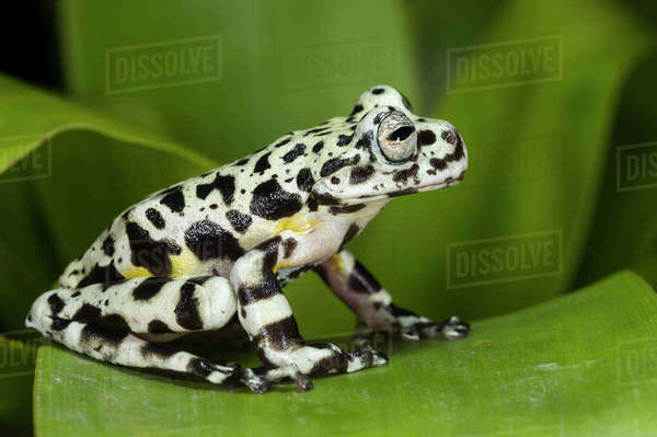 Tiger tree frog (Hyloscirtus tigrinus) captive, endemic to Ecuador ...