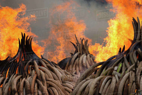 Piles of African elephant ivory set on fire by the Kenya Wildlife ...