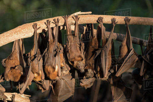 Little red flying-fox (Pteropus scapulatus) roosting on inland White ...