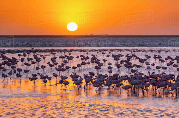 Lesser flamingos (Phoeniconaias minor) wading in saltwater lagoon at ...