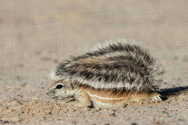 Ground squirrel (Xerus inauris) young using tail for shade, Kgalagadi ...