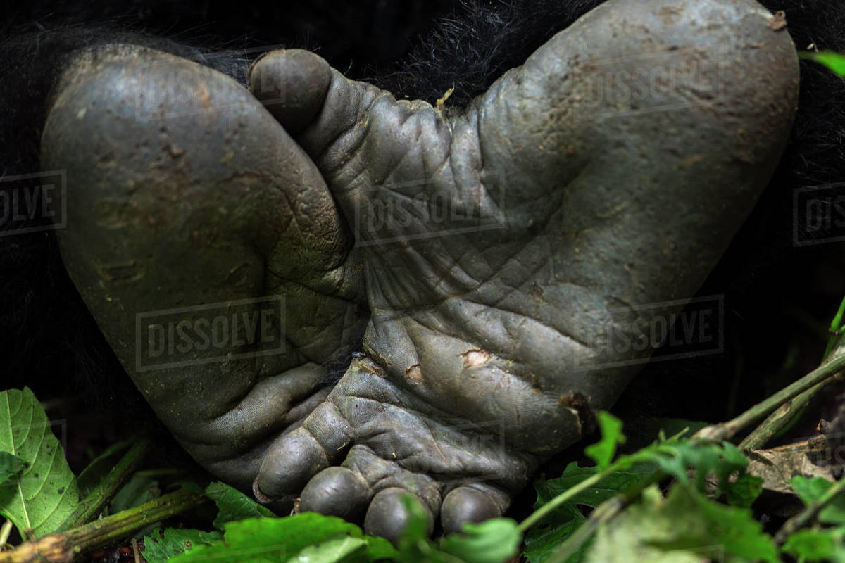Mountain gorilla (Gorilla gorilla beringei) silverback male feet ...