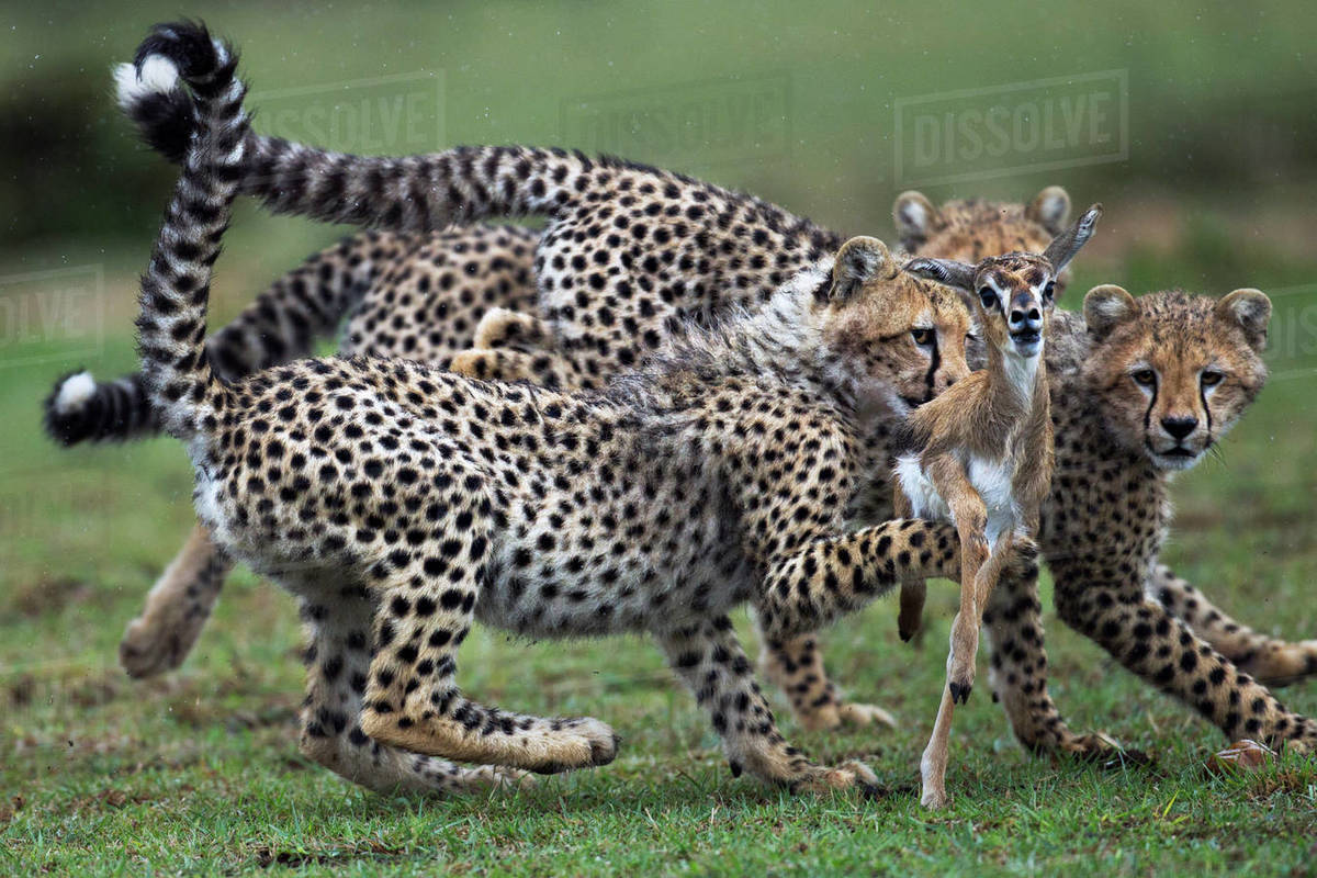 Cheetah (Acinonyx jubatus) cubs aged 6-9 months hunting Thomson's ...