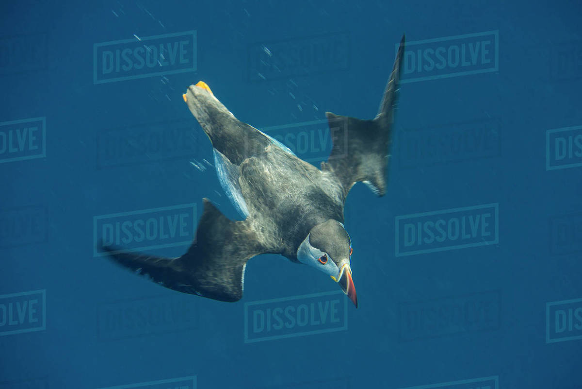 Atlantic puffin (Fratercula arctica) diving, North Rona, Outer Hebrides ...